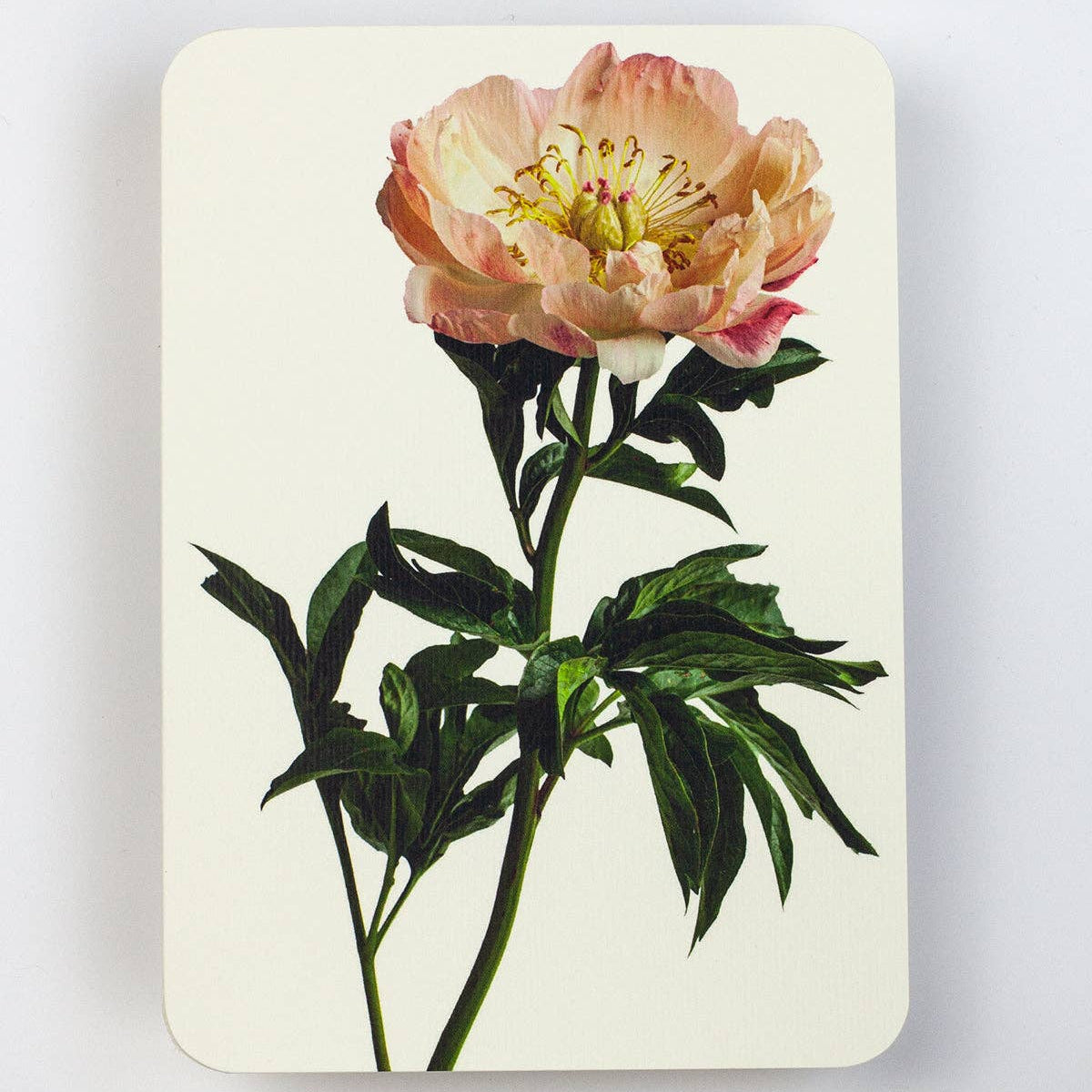 Peony Greeting Card – La Mesa